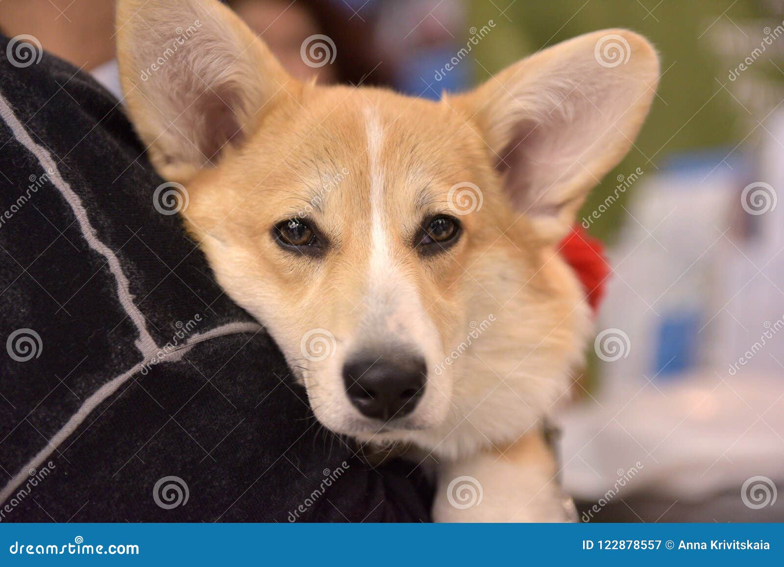 Cute corgi on the hands stock image. Image of dogs, adorable - 122878557
