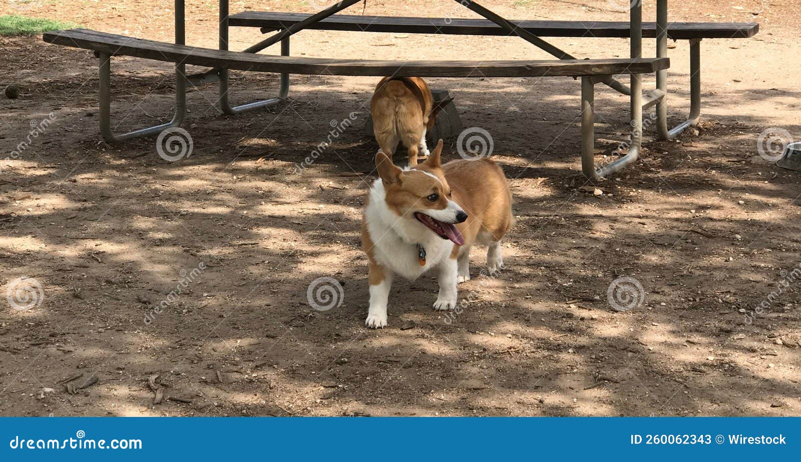 Cute Corgi Playing at a Park Stock Image - Image of breed, mammal ...