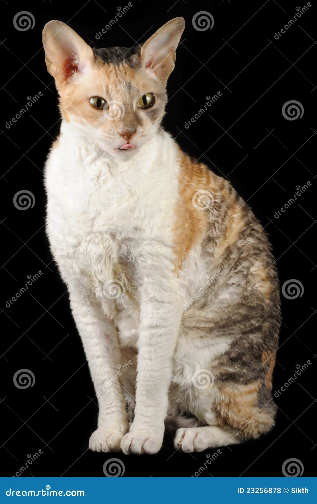 Calico Cornish Rex