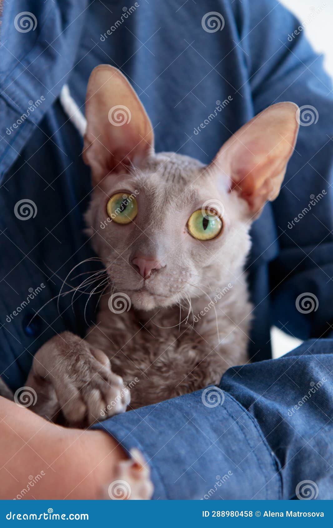 Cute Cornish Rex Cat Sitting at the Men S Hands Stock Photo - Image of ...
