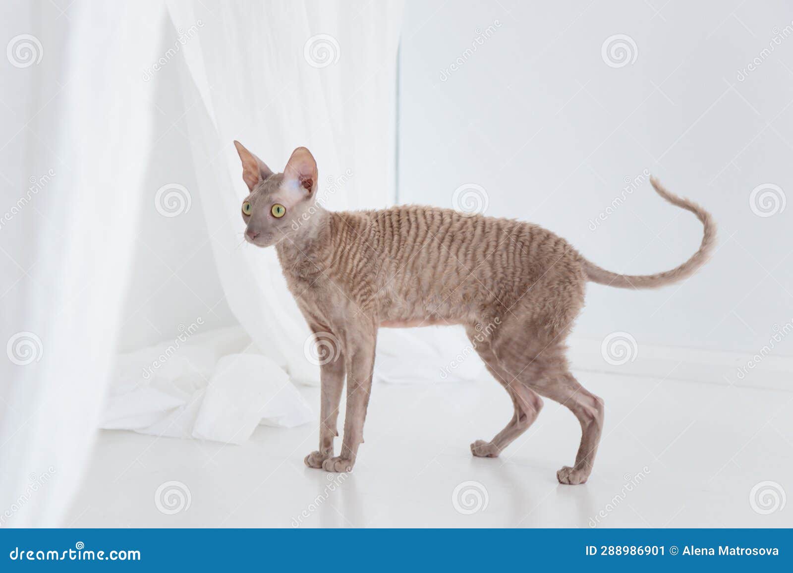 Cute Cornish Rex Cat on the White Floor Stock Image - Image of beauty ...