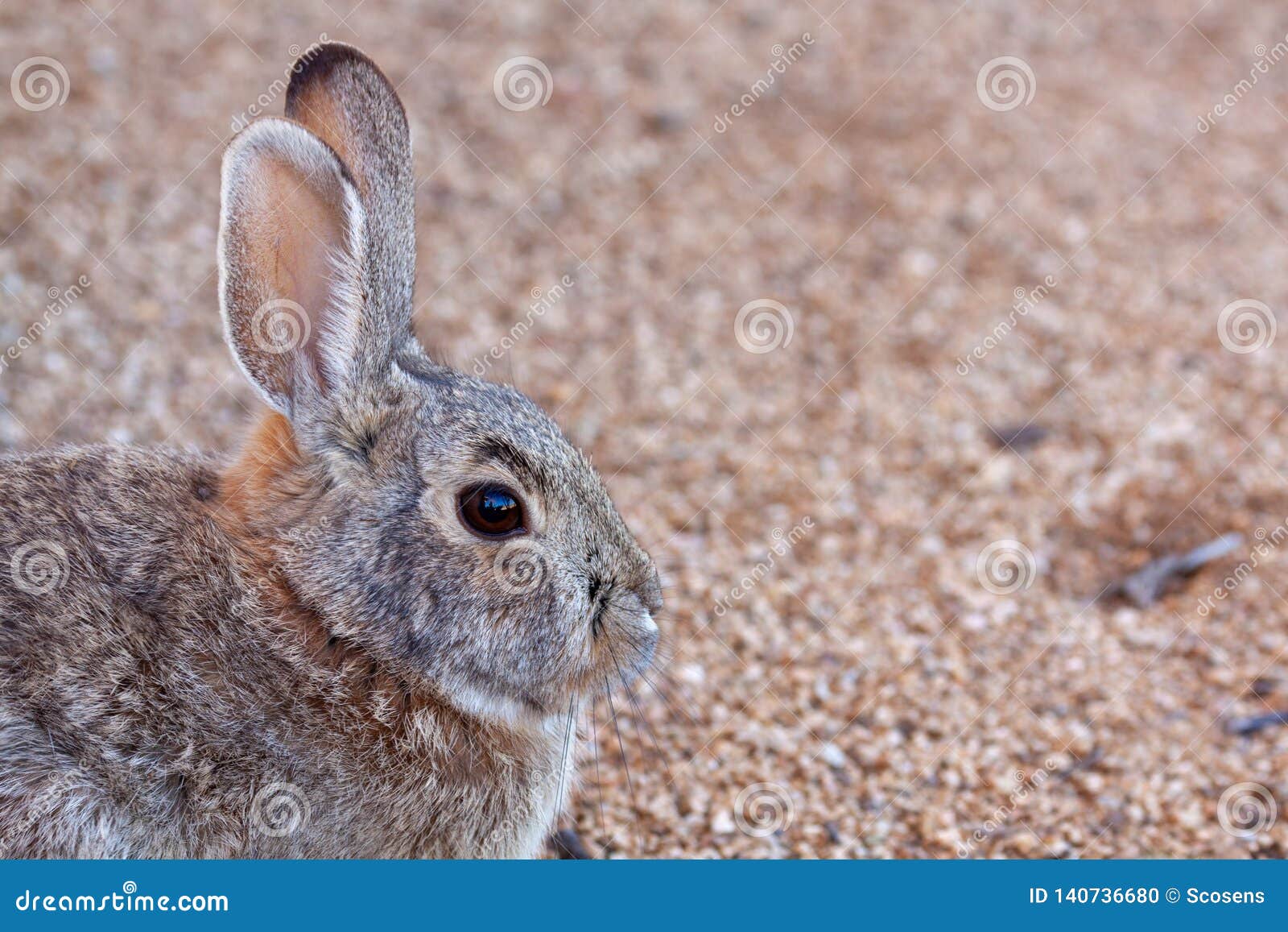Cute Cottontail Bunny Rabbit Munching Grass Stock Photo | CartoonDealer ...