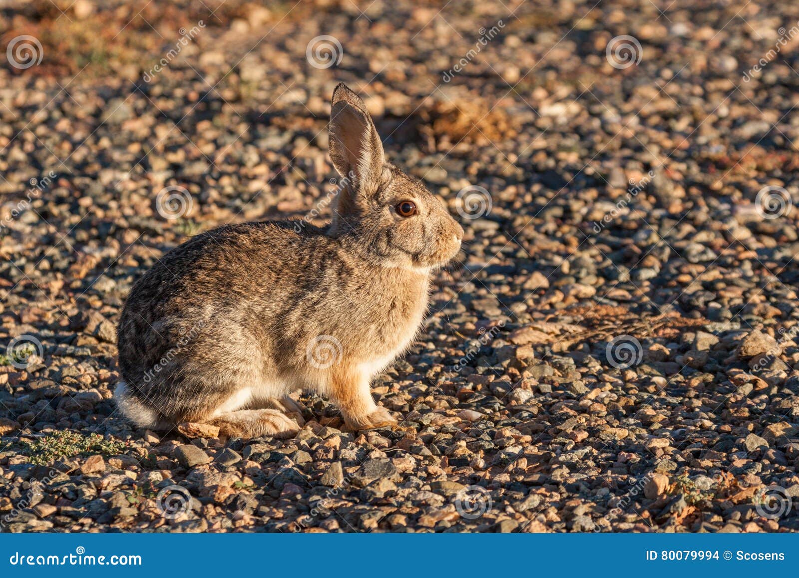Cute Cottontail Rabbit stock photo. Image of animal, wildlfie - 80079994