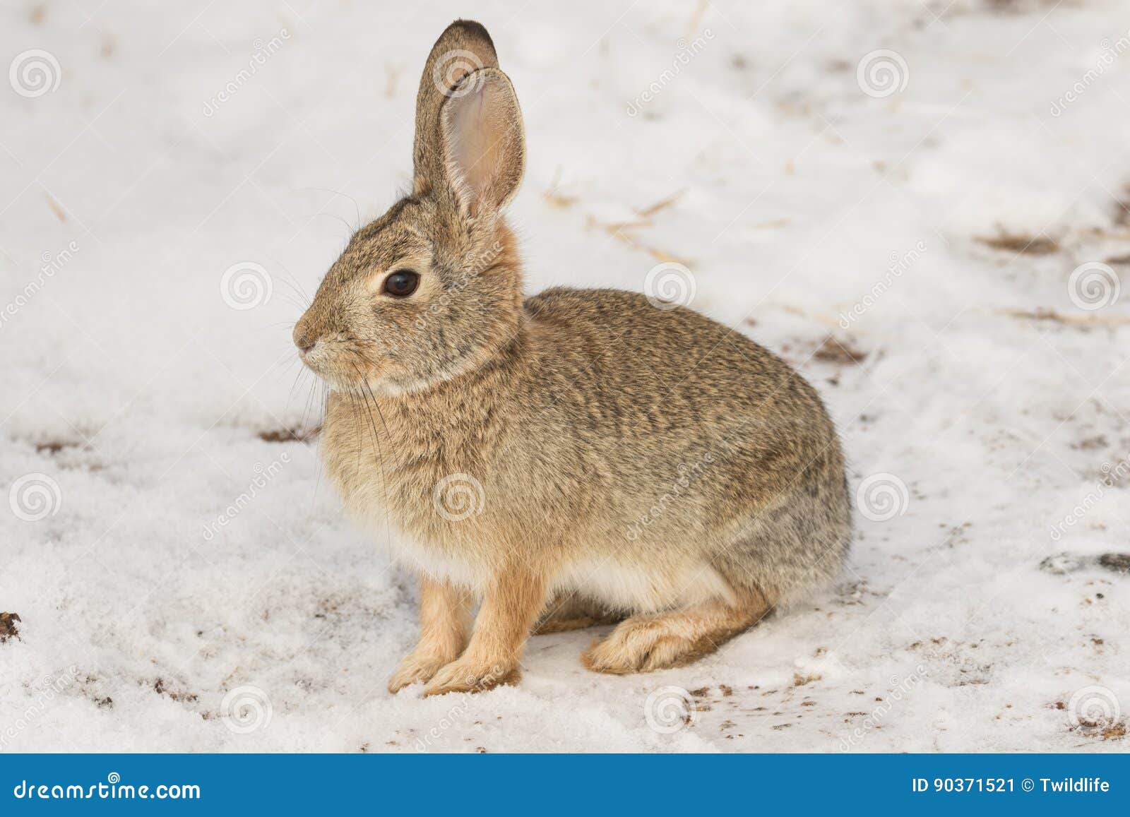 Cute Cottontail Rabbit in Snow Stock Image - Image of rabbit, wildlife ...