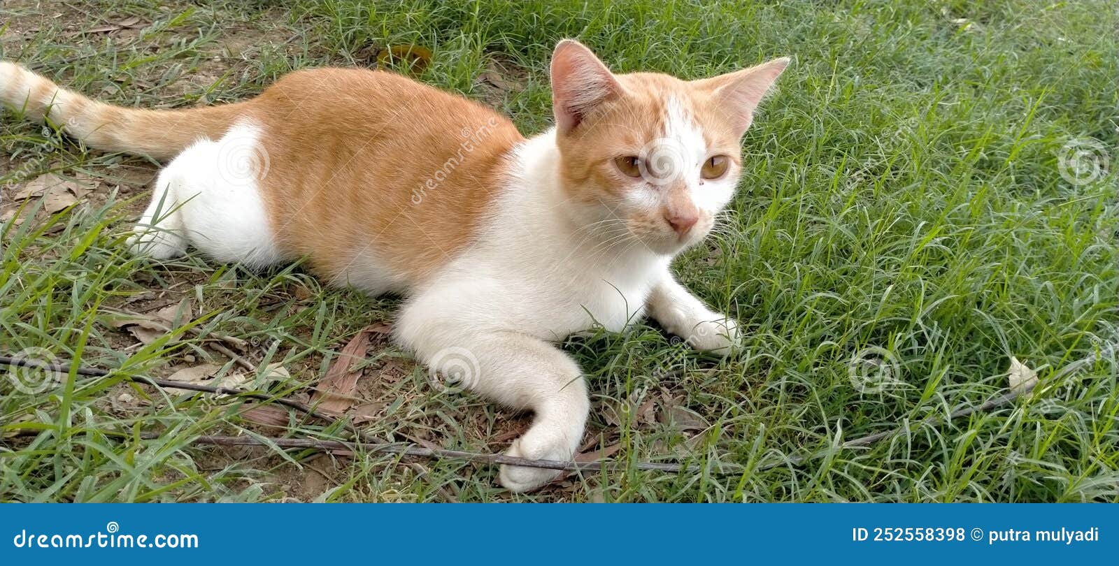 Cute Country Cat Playing by the Lake Stock Photo - Image of whiskers ...
