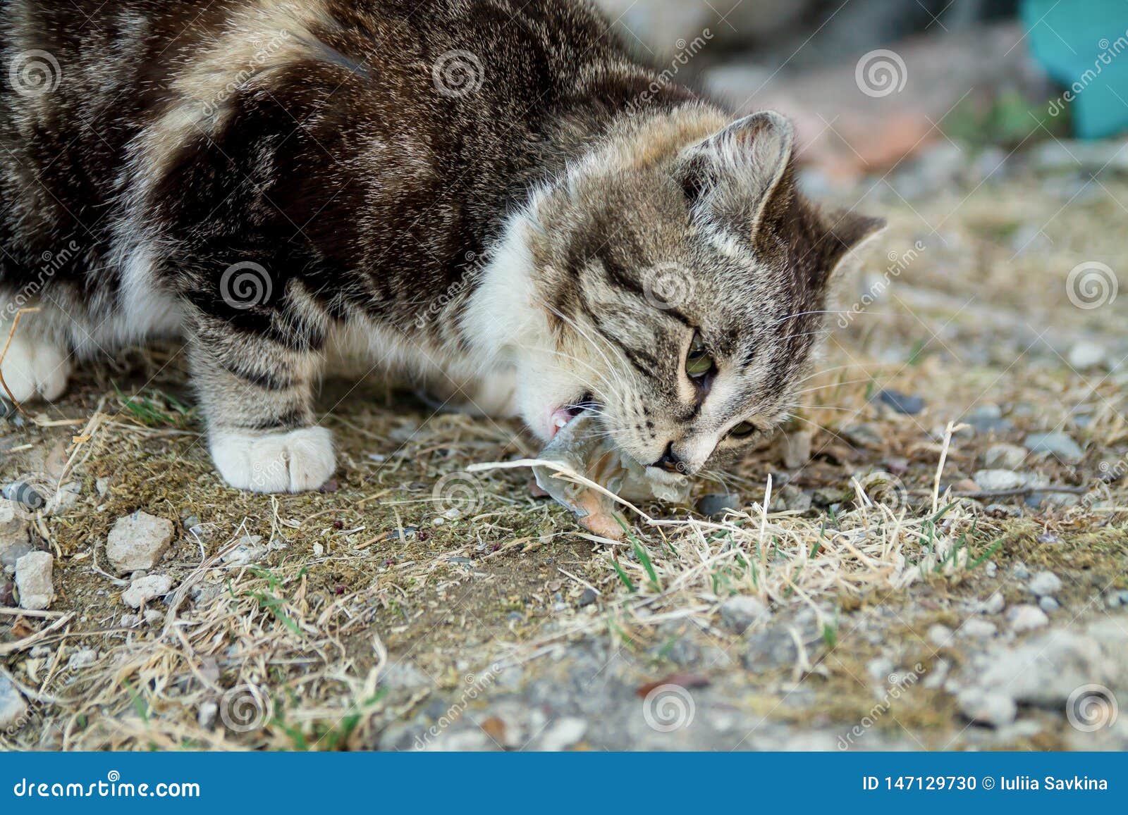 Cute Country Multicolor Cat Eating Fish with Appetite on the Ground ...