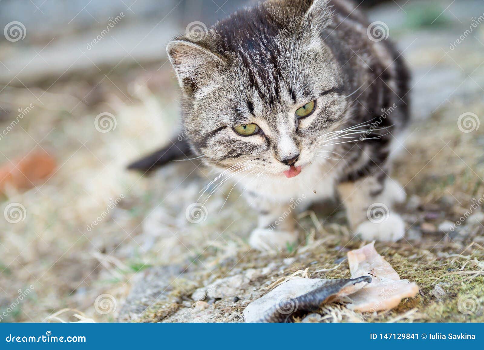 Cute Country Multicolor Cat Eating Fish with Appetite on the Ground ...