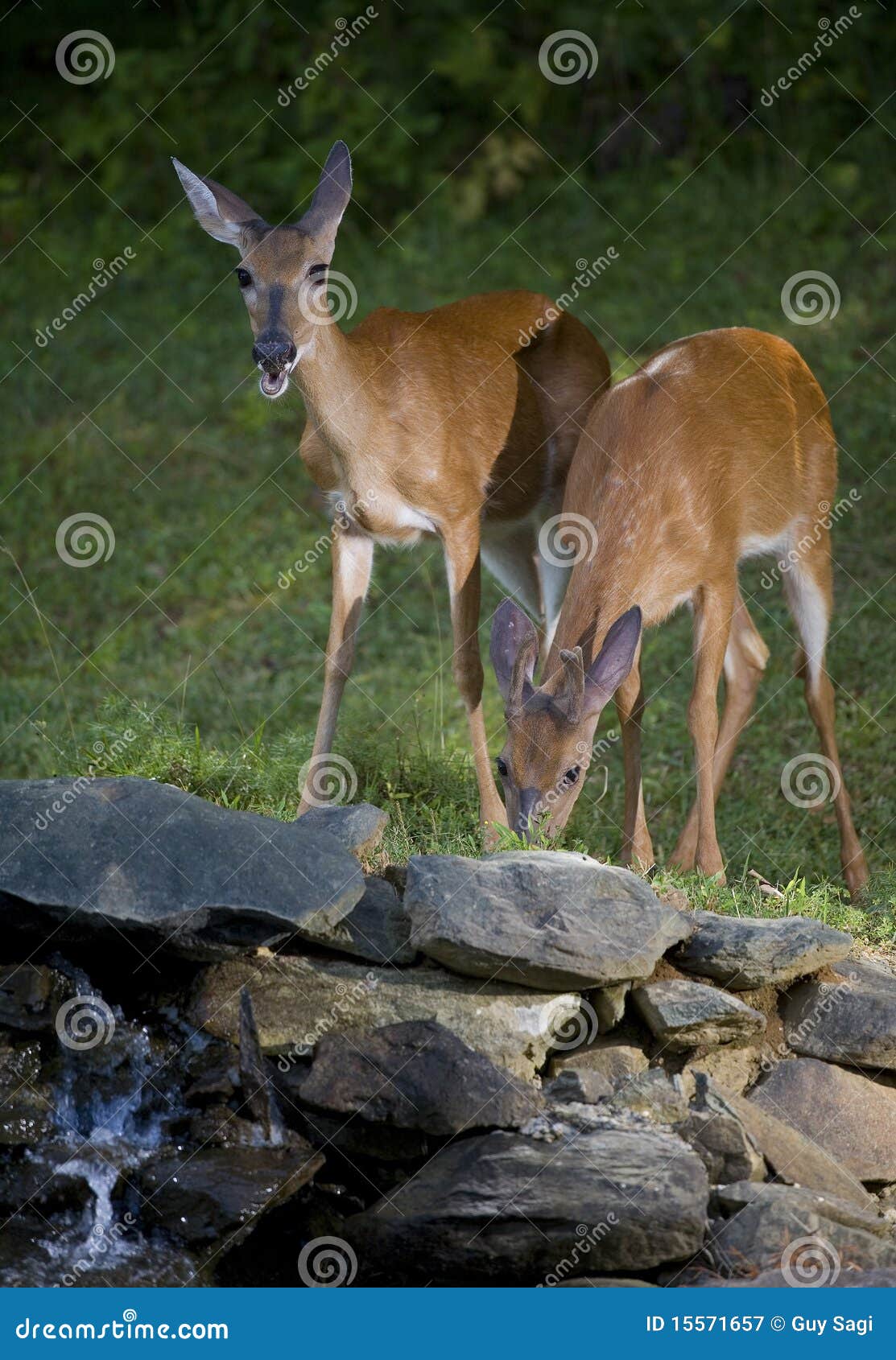 Cute couple stock image. Image of green, deer, water - 15571657