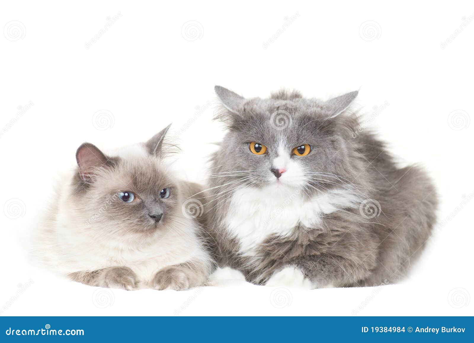 Cute Couple of Cats Sit on White Stock Photo - Image of siberian ...