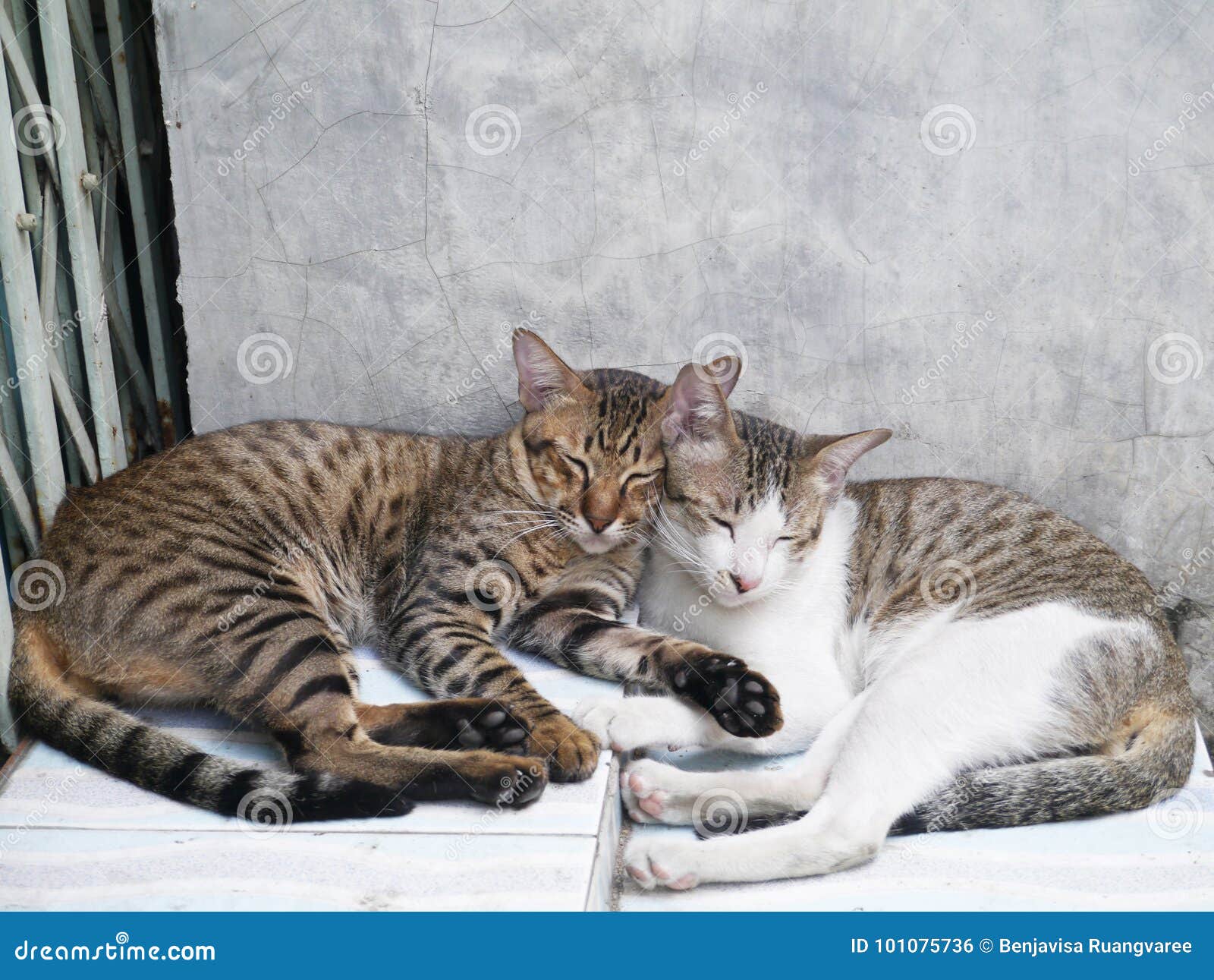 Cute Couple Cats Sleeping Together Grey Concrete Background Stock Photo ...