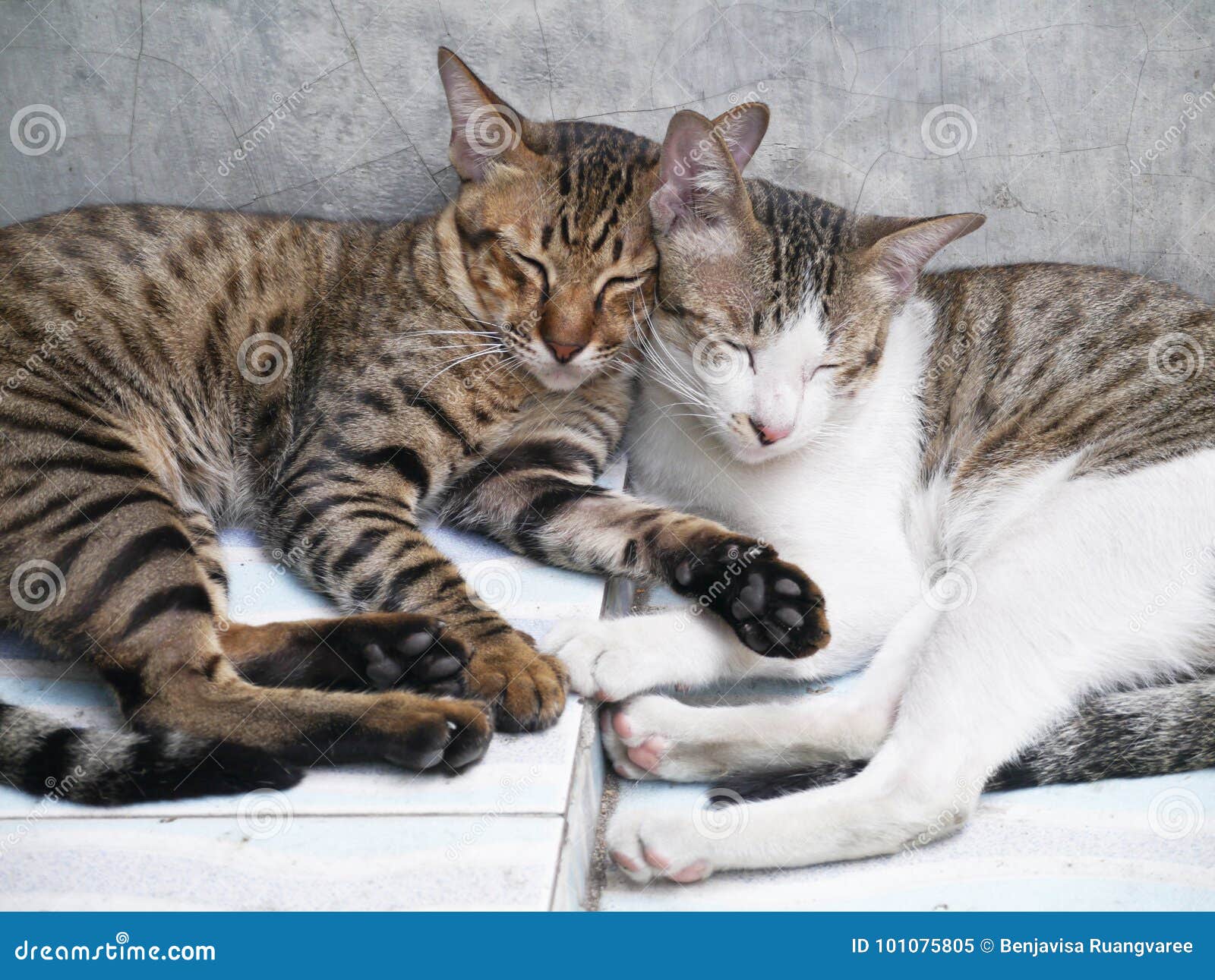 Cute Couple Cats Sleeping Together Grey Concrete Background Stock Image ...