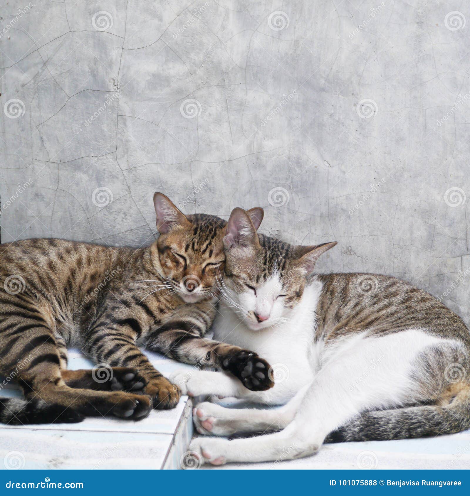 Cute Couple Cats Sleeping Together Grey Concrete Background Stock Photo ...