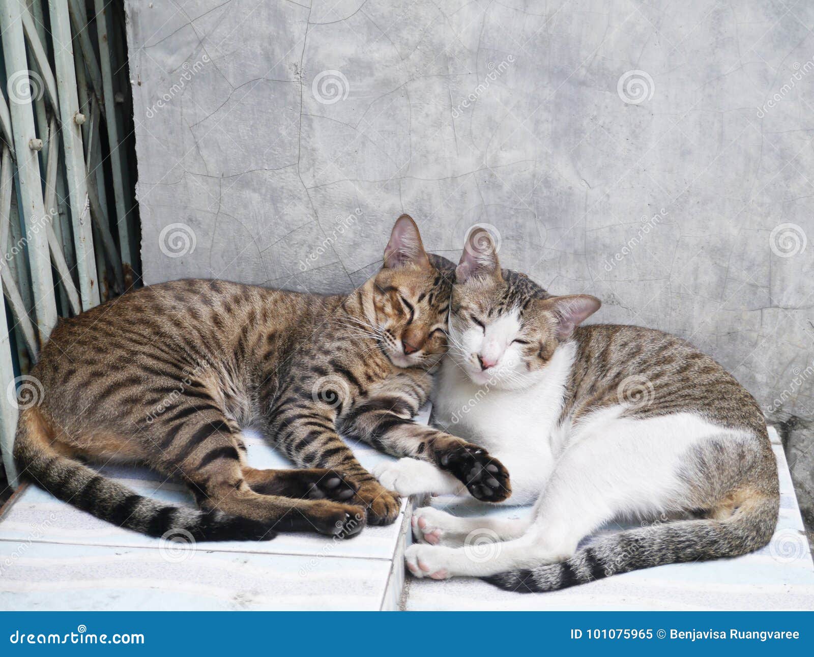 Cute Couple Cats Sleeping Together Grey Concrete Background Stock Image ...