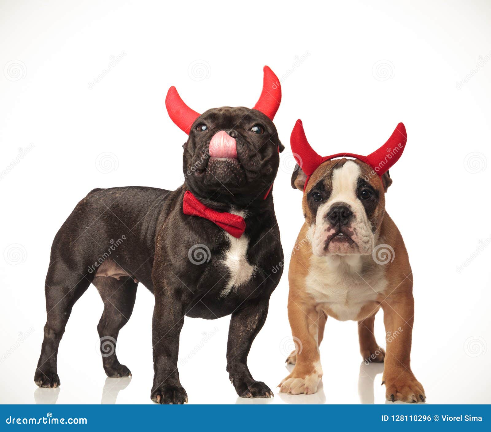 Cute Couple of Devil Dogs Celebrating Halloween Stock Photo - Image of ...