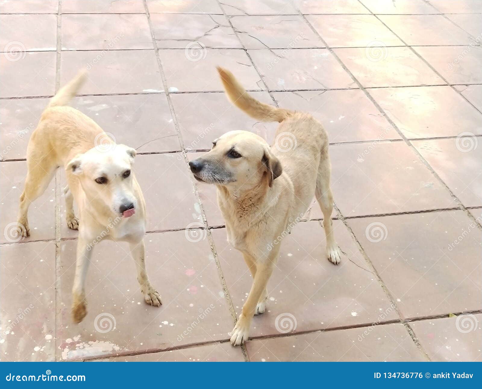 Cute stock photo. Image of years, cutee, temple, couple - 134736776