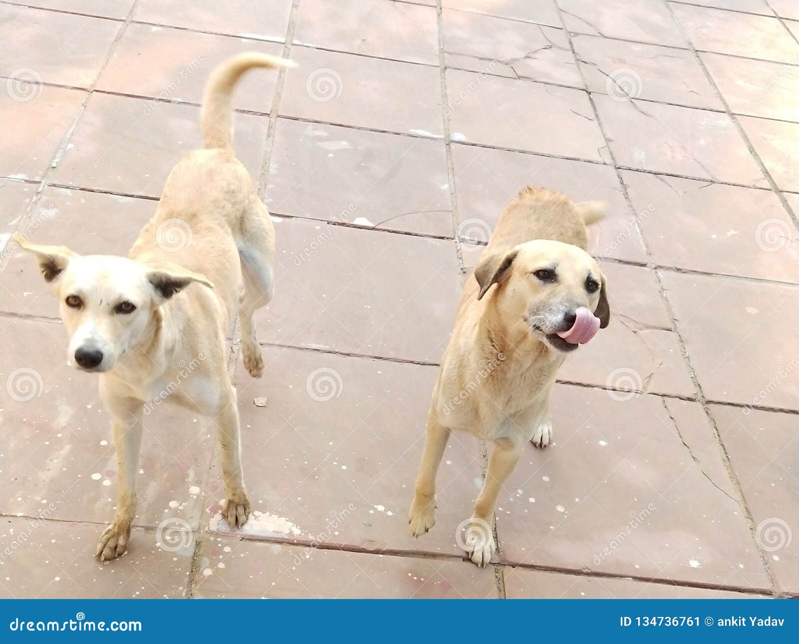 Cute stock image. Image of cutee, temple, years, long - 134736761