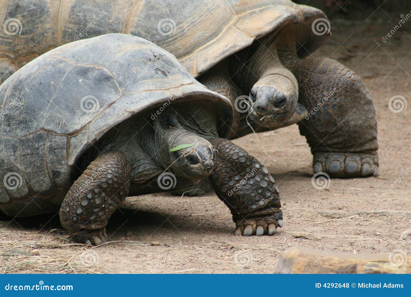 Cute Couple of Tortoises stock photo. Image of date, pair - 4292648