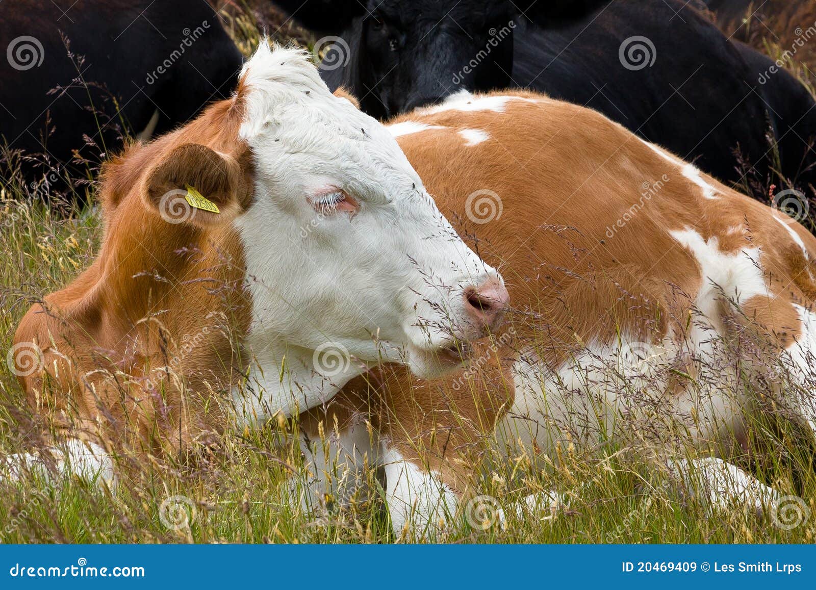 Cute Cow stock image. Image of field, butter, cattle - 20469409