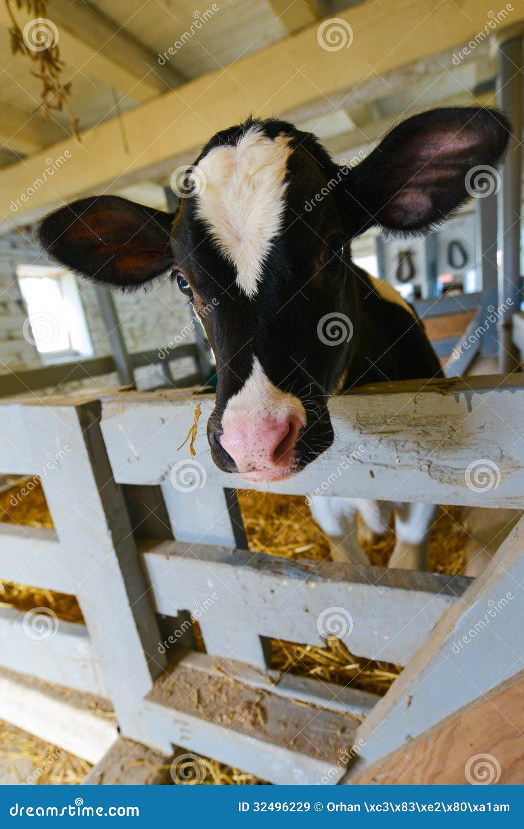 Cute cow in barn stock image. Image of face, indoor, mammal - 32496229