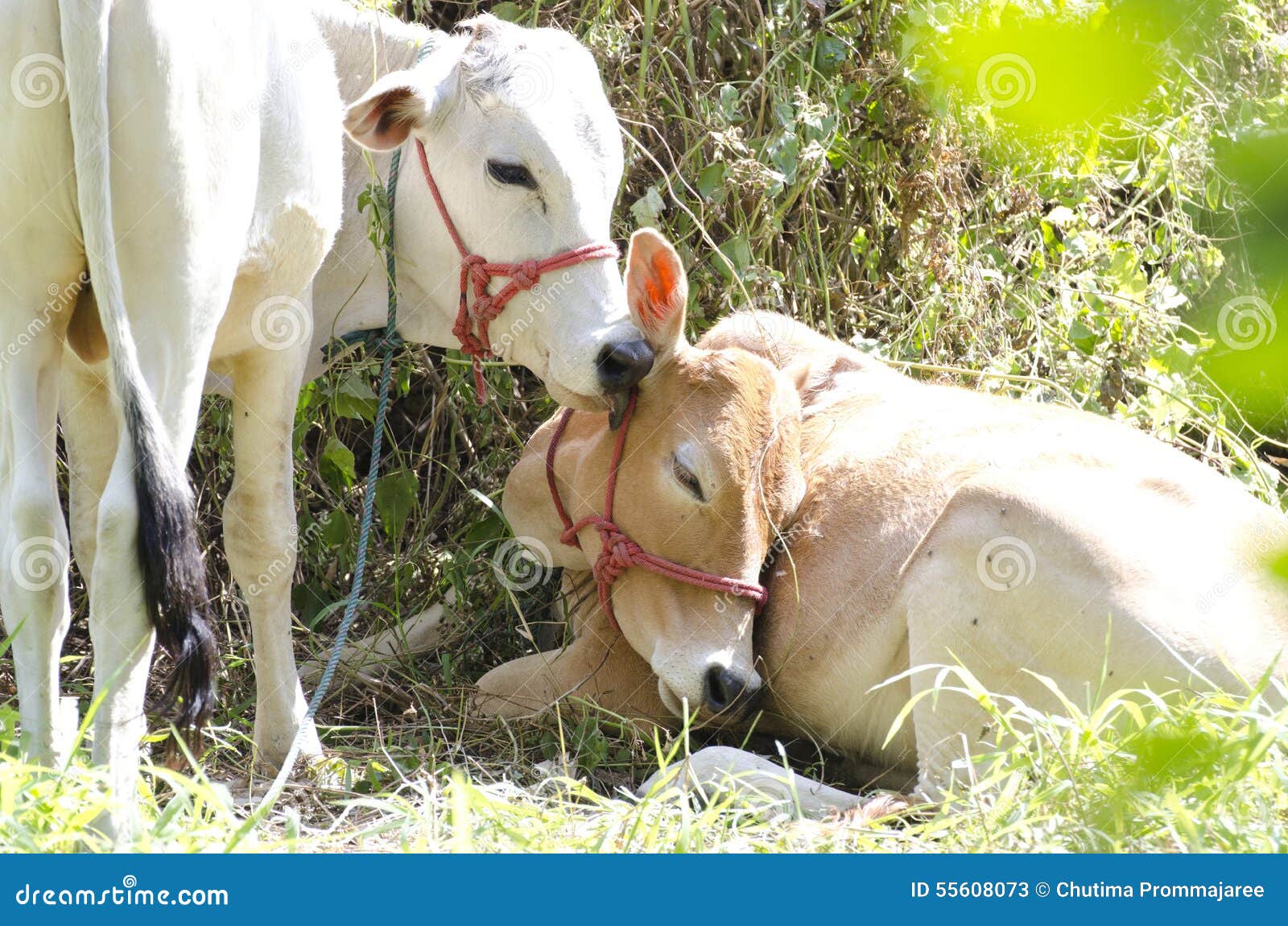 191 Cute Cow Couple Photos - Free & Royalty-Free Stock Photos from ...