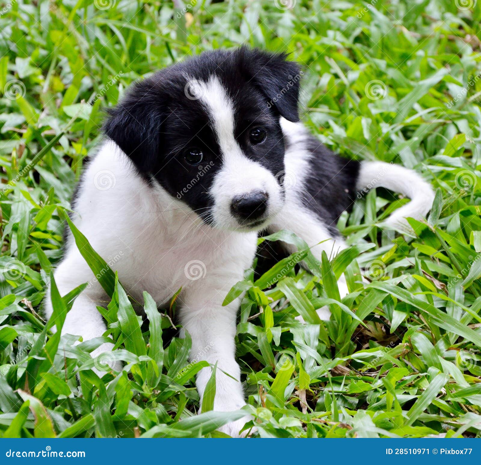 Cute cow dog on grass stock image. Image of doggy, white - 28510971