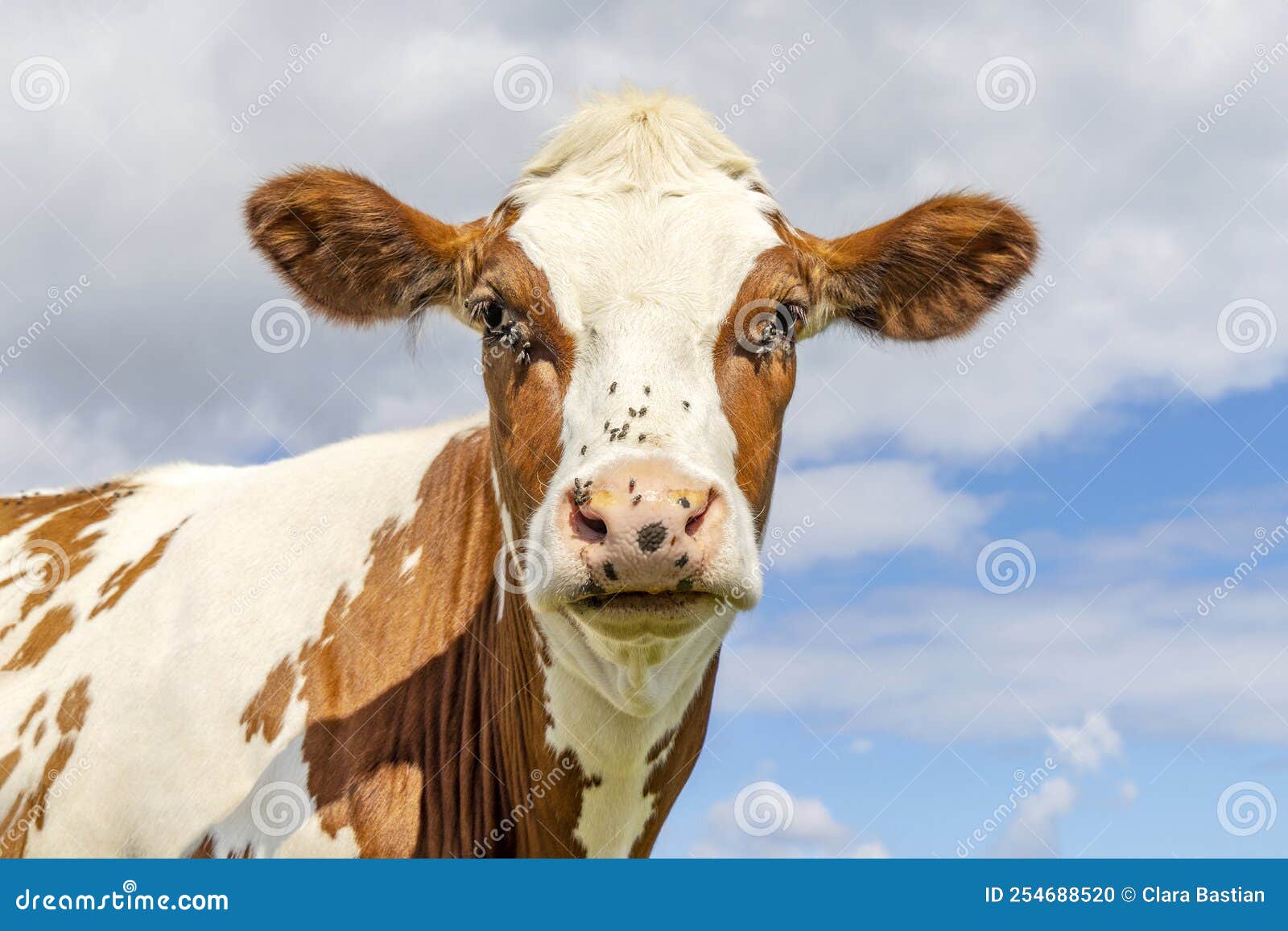 Cute Cow Face with Flies, Red and White with Pink Nose and Friendly ...