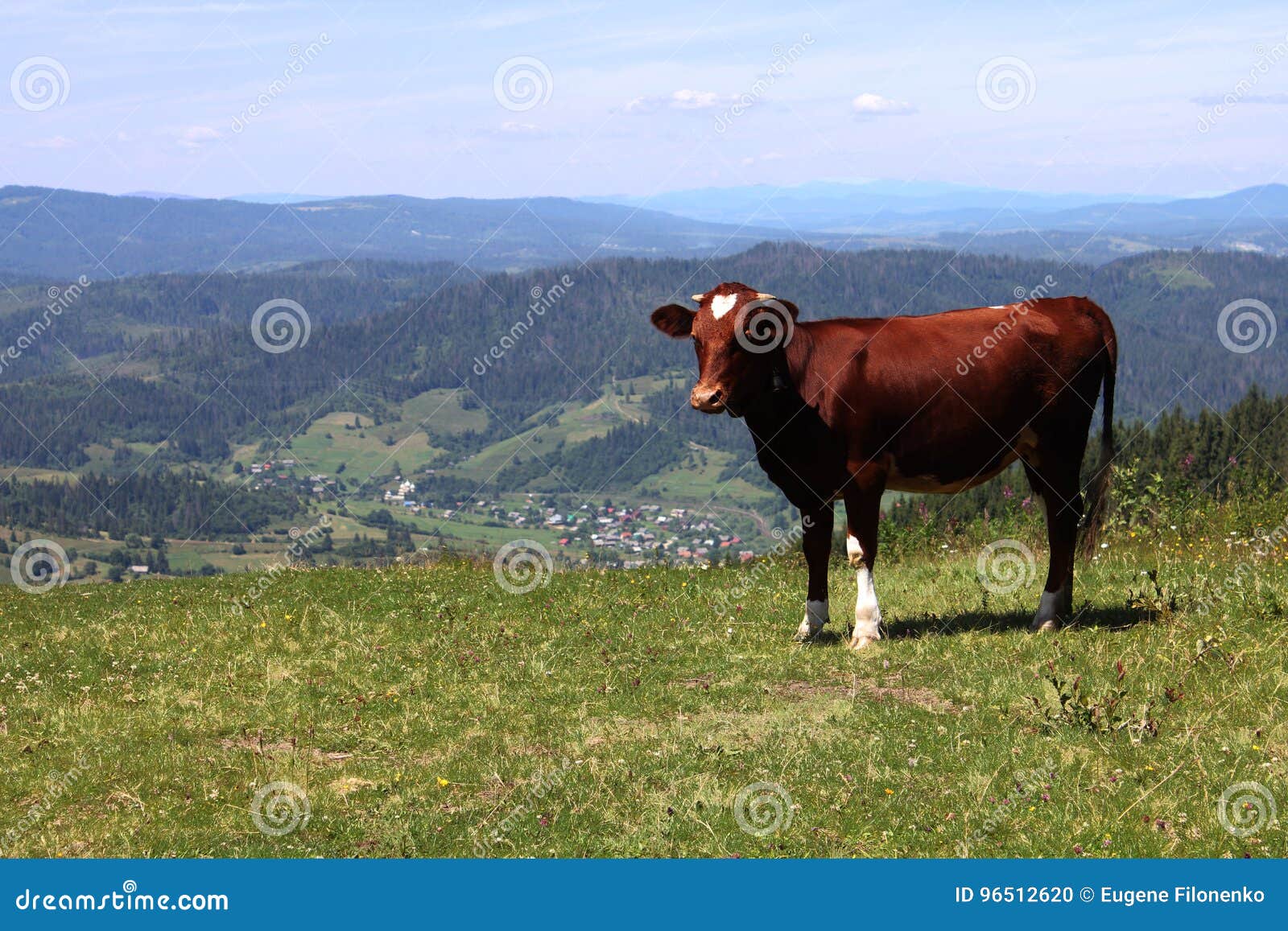 Cute cow stock photo. Image of fauna, field, awesome - 96512620