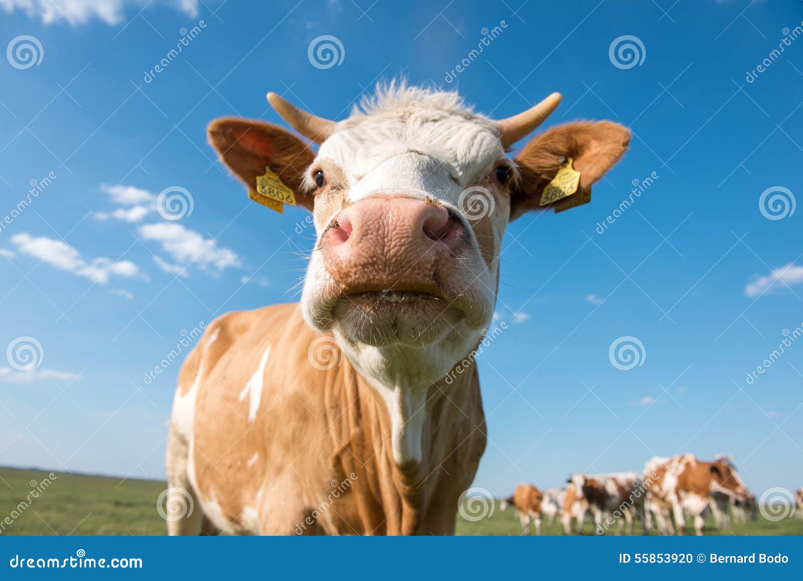 Cute cow stock photo. Image of countryside, green, dairy - 55853920