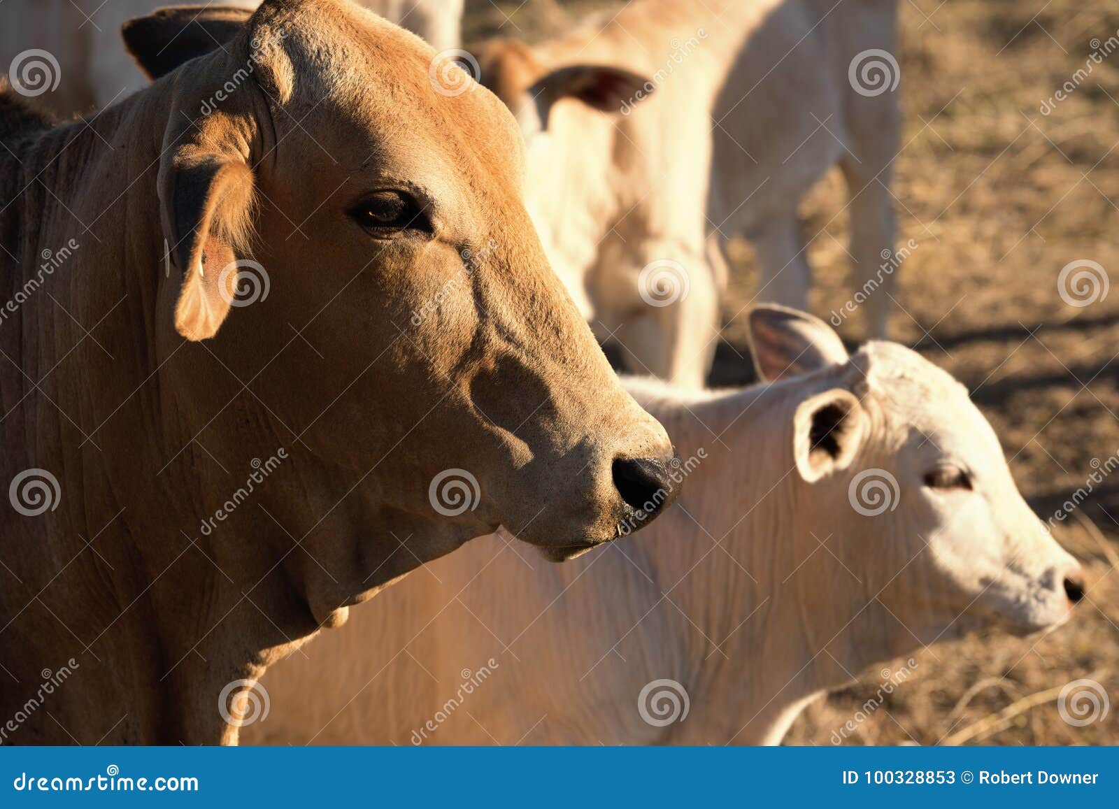 Cute Cows in the Countryside during the Day. Stock Image - Image of ...