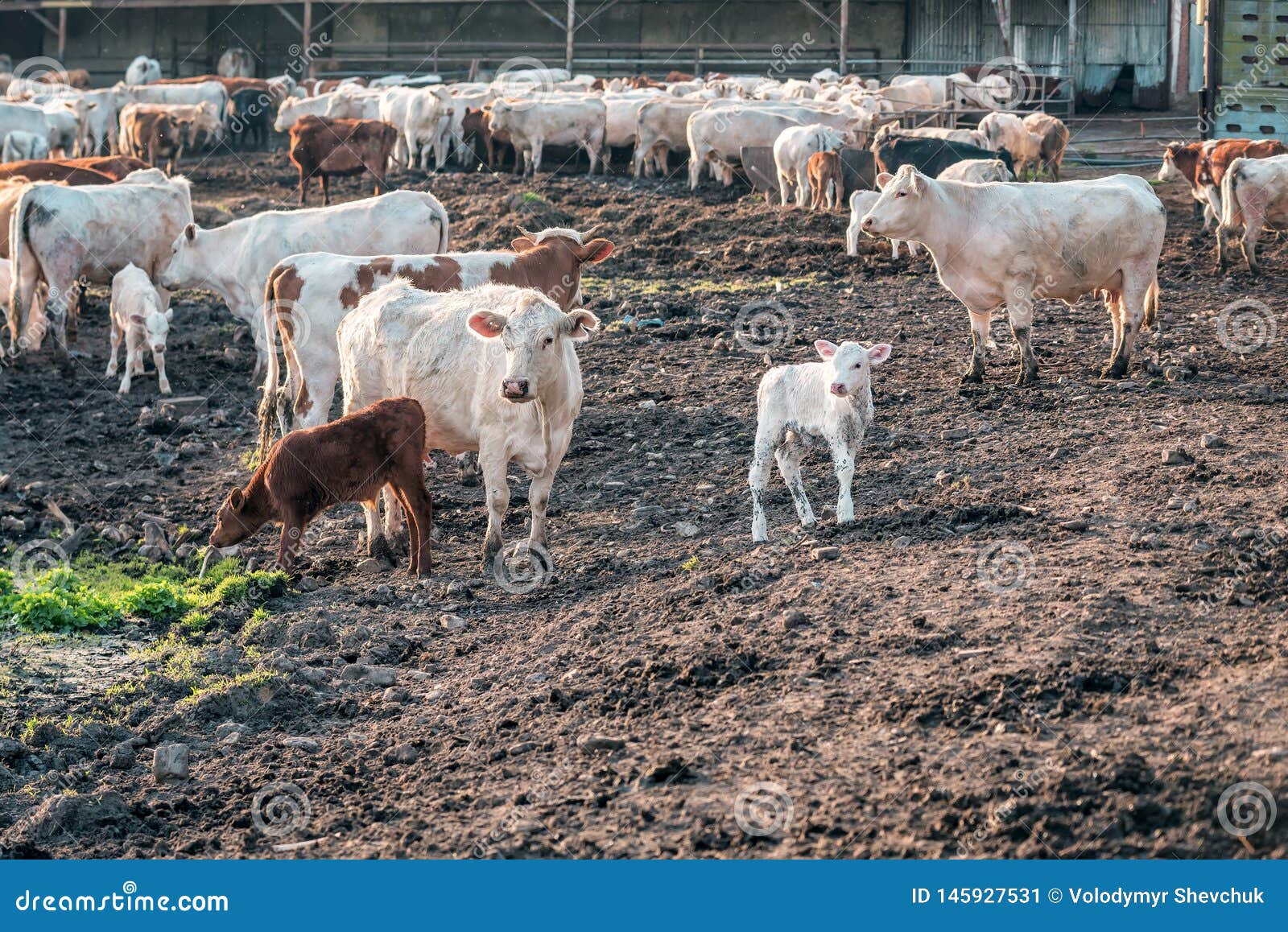 Cute cows on the farm stock image. Image of domestic - 145927531