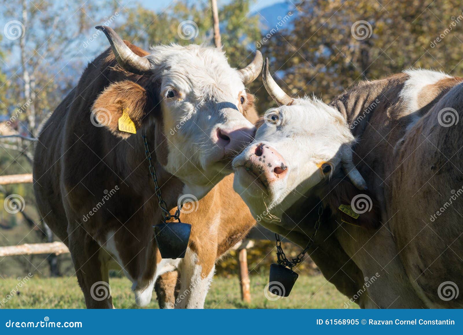 Cute cows grooming stock image. Image of green, ecology - 61568905