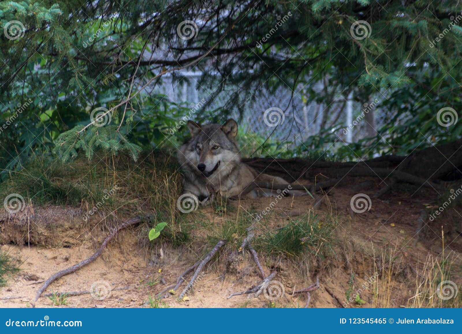 Coyote in a Forest of Canada Stock Image - Image of coyotes, felicien ...