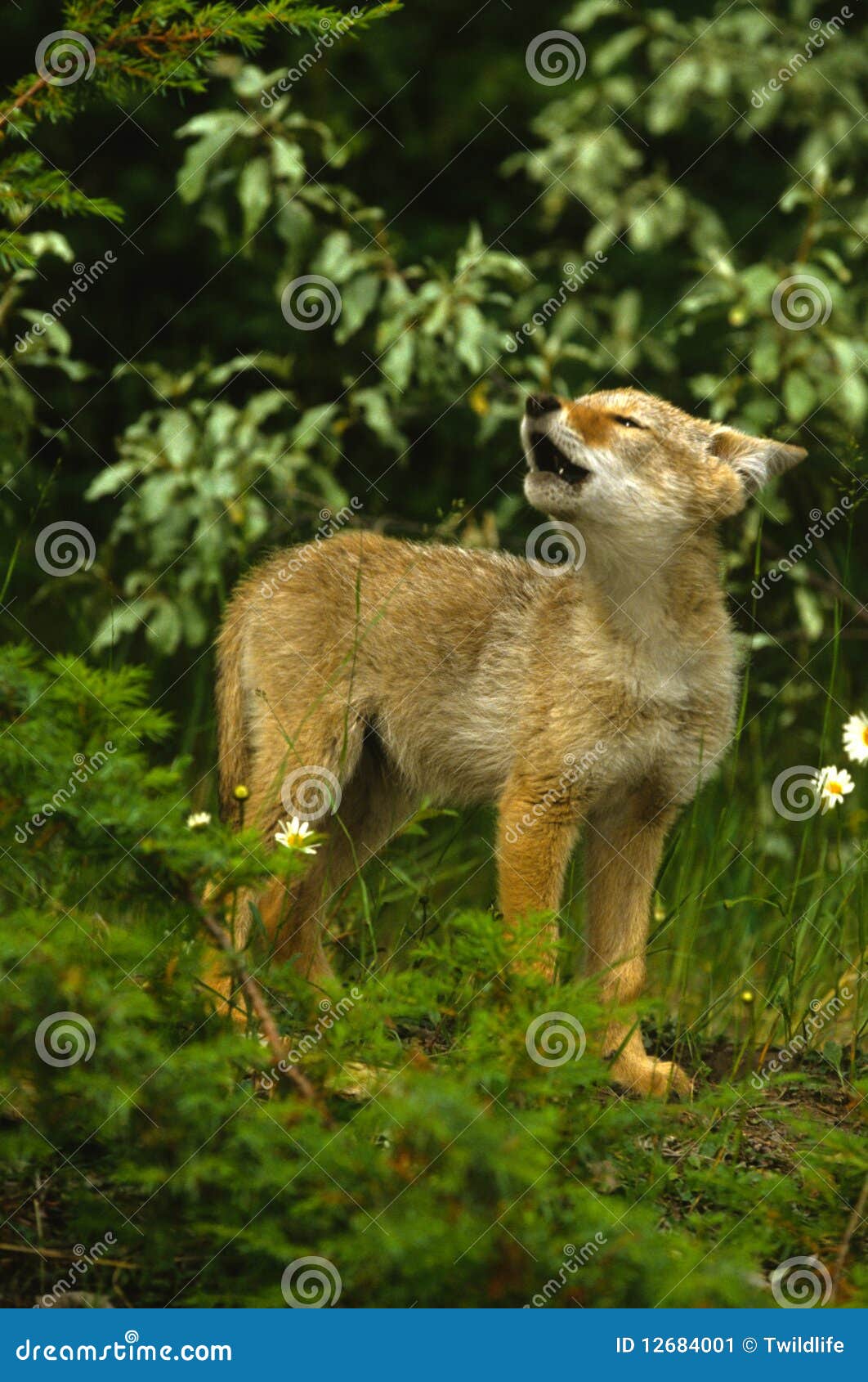 Coyote Pups Howling