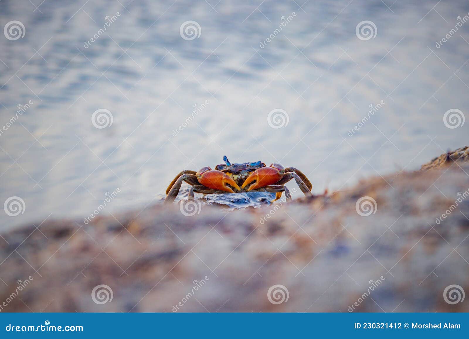Cute crab on sand beach stock photo. Image of nature - 230321412