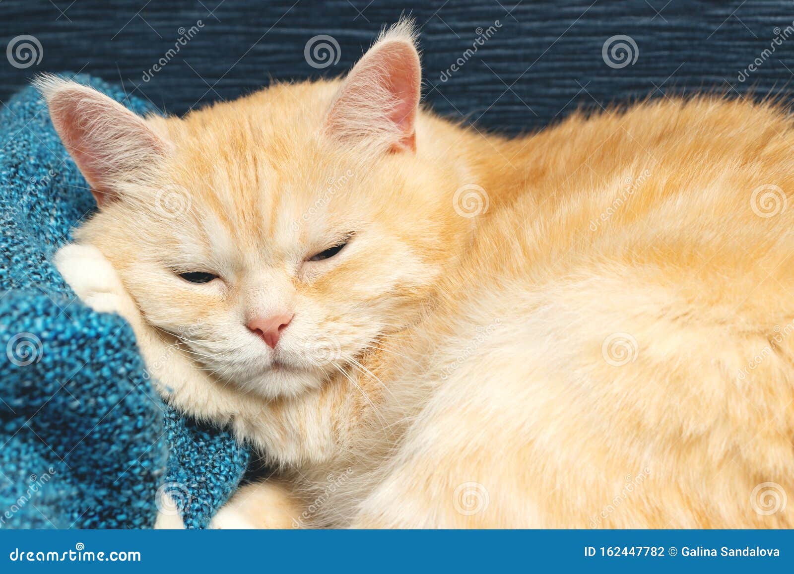 Cute Cream Colorpoint Persian Cat Is Lying On A Blue Bedspread Royalty ...