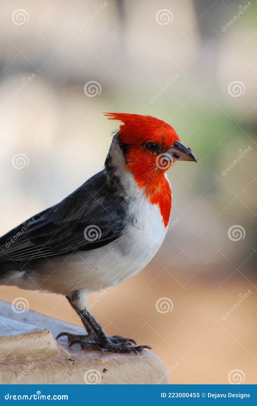 Cute Crested Cardinal Standing on the Edge Stock Image - Image of ...