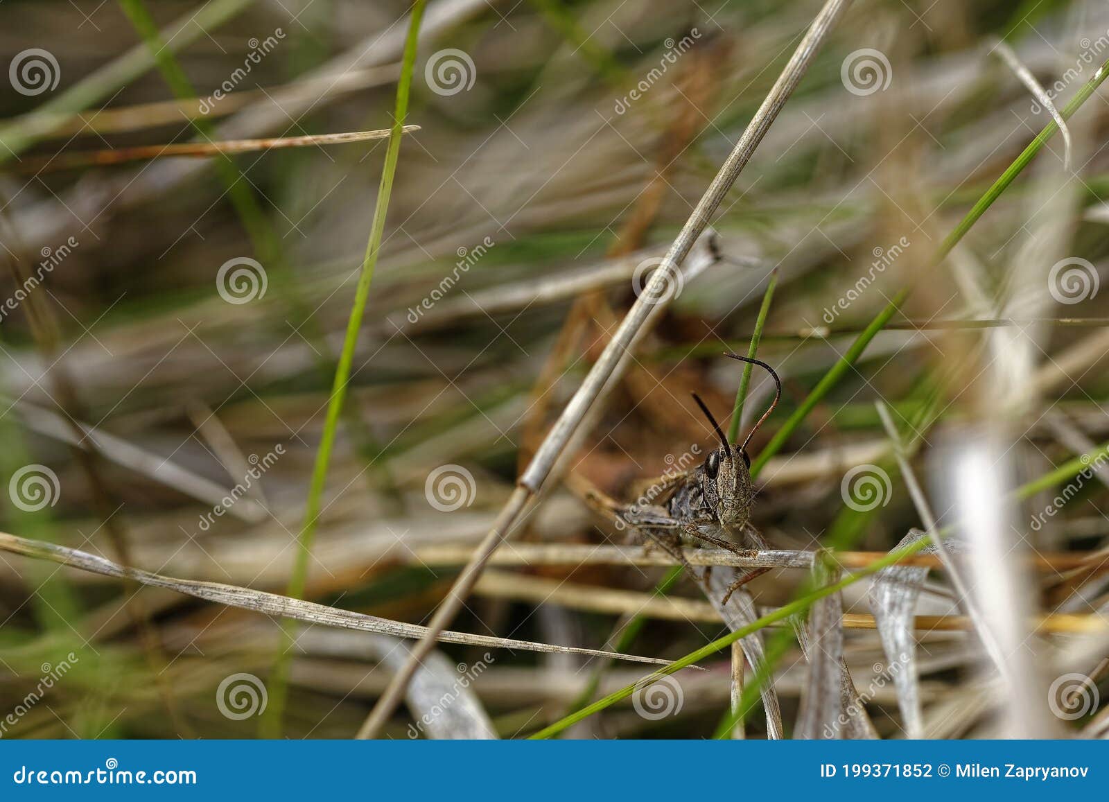 Cute Cricket Bug Looking at the Camera Stock Photo - Image of ...