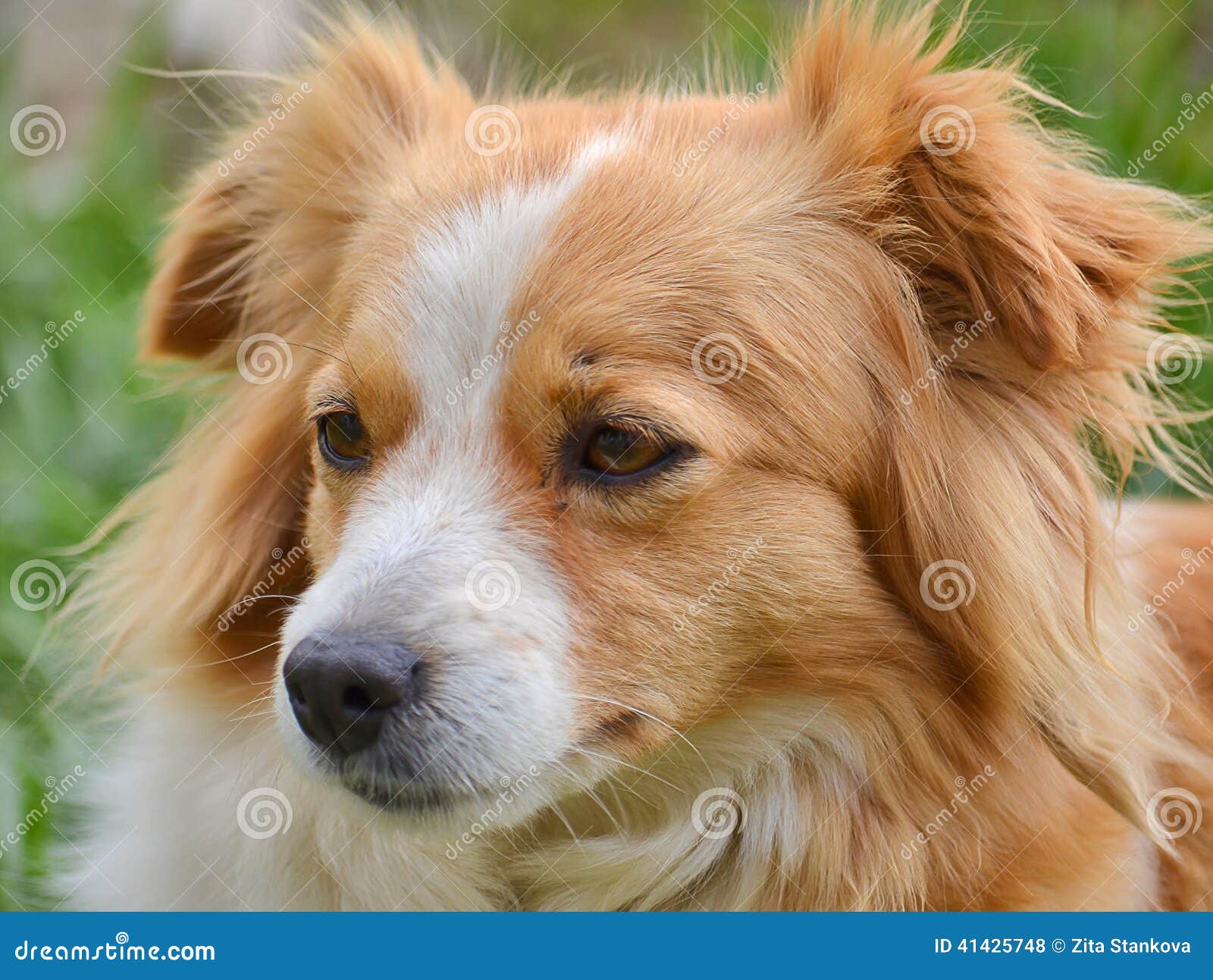 Cute cross-breed dog stock photo. Image of canine, nature - 41425748