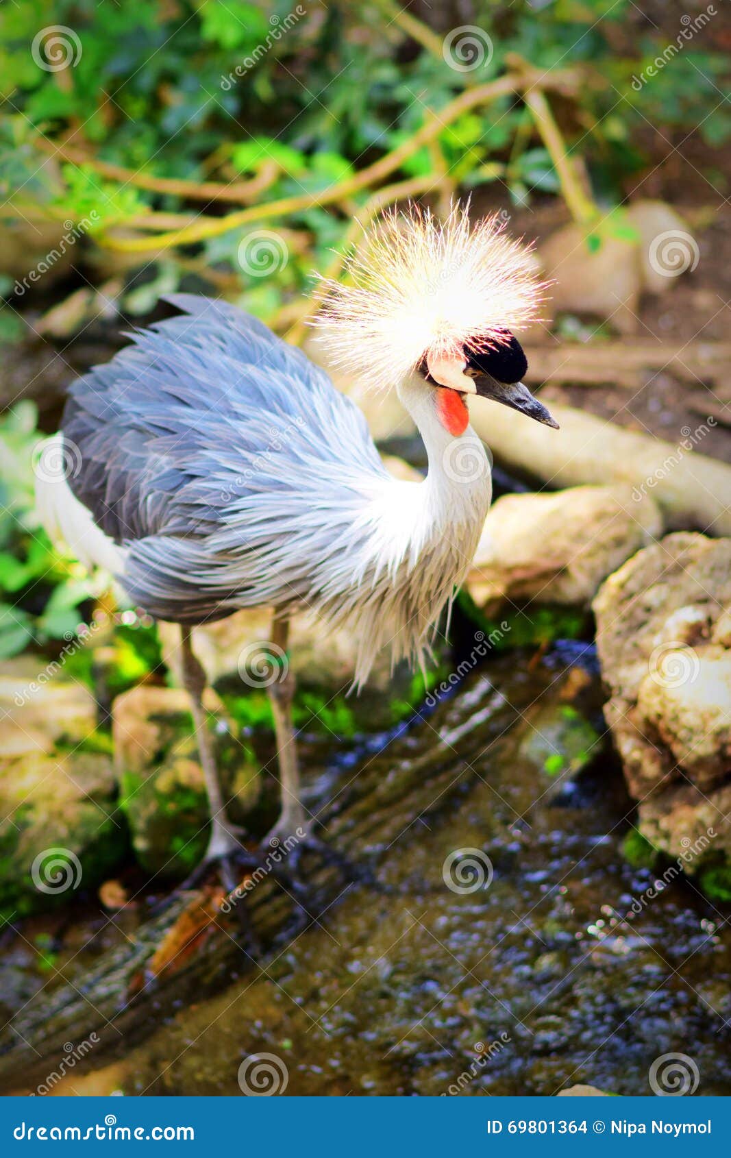 Cute crowned crane stock photo. Image of crowned, crane - 69801364