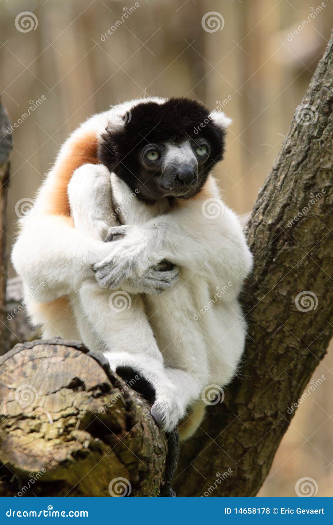 A cute crowned sifaka stock photo. Image of coronatus - 14658178