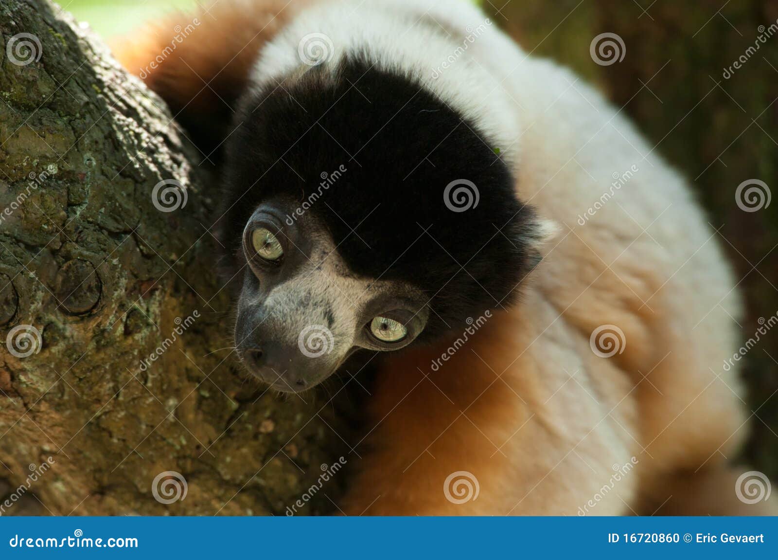 A cute crowned sifaka stock photo. Image of black, wildlife - 16720860