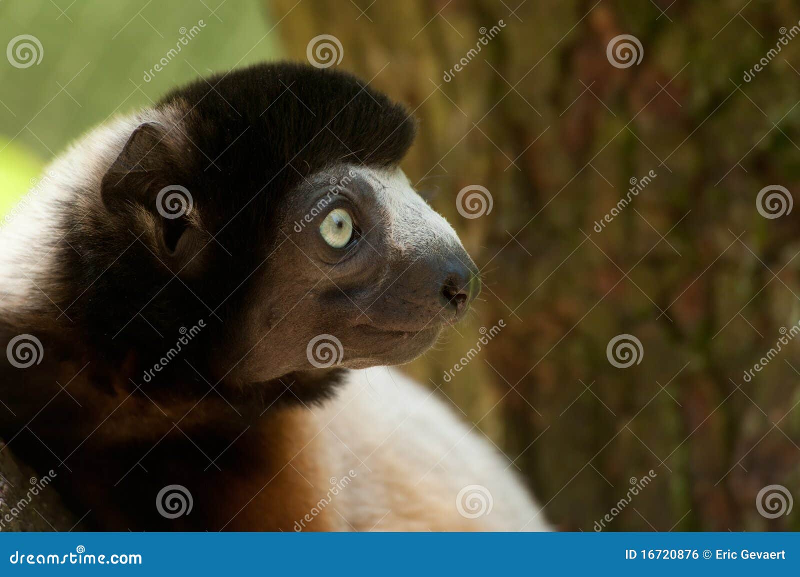 A cute crowned sifaka stock photo. Image of sifaka, primate - 16720876