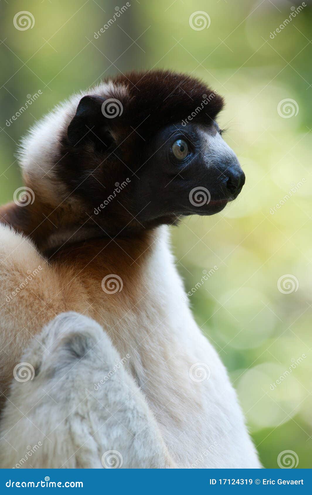 A cute crowned sifaka stock image. Image of animal, monkey - 17124319