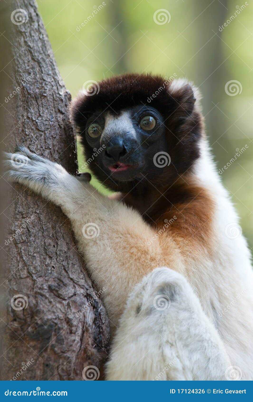 A cute crowned sifaka stock photo. Image of rainforest - 17124326