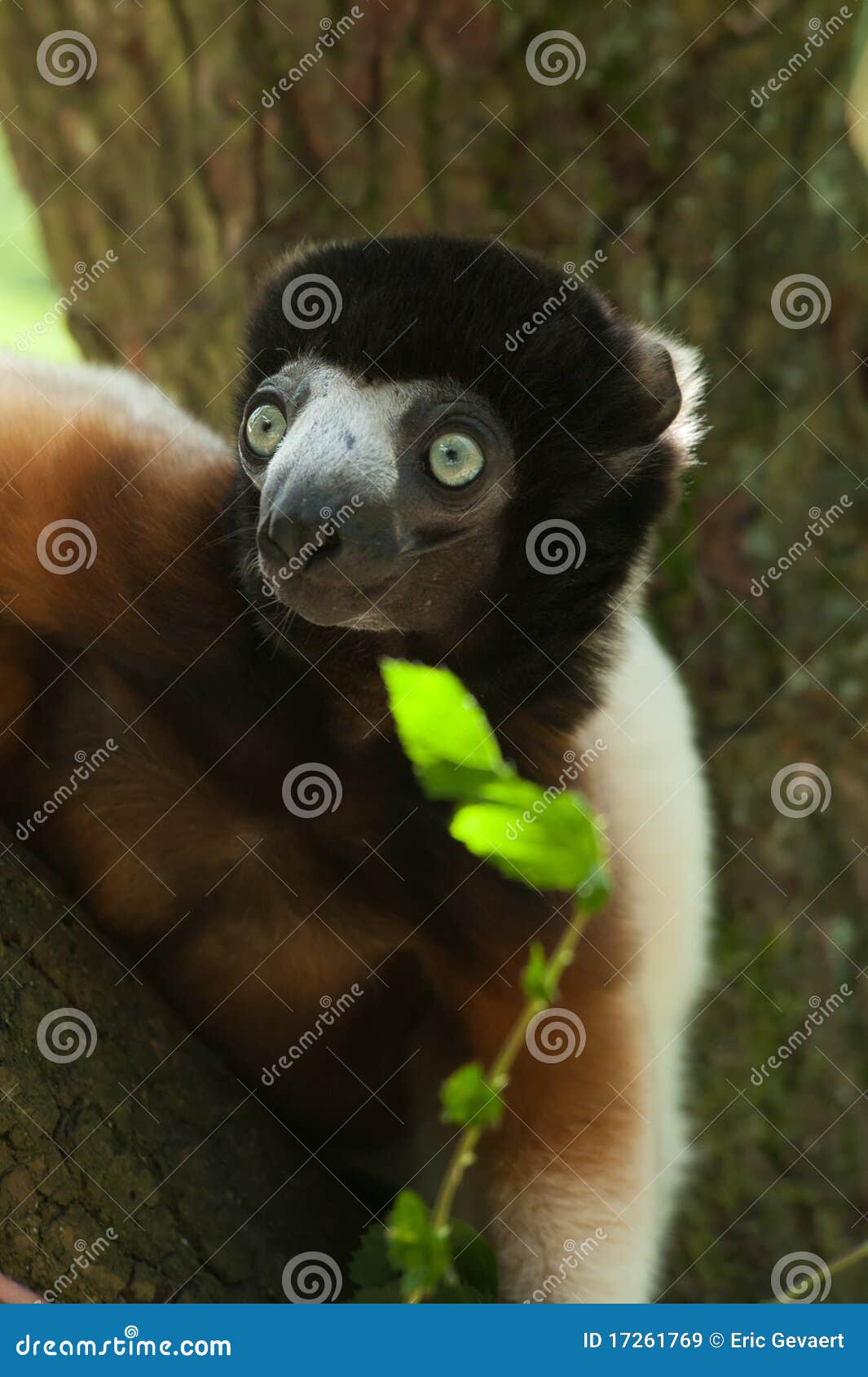 A cute crowned sifaka stock image. Image of nature, animal - 17261769
