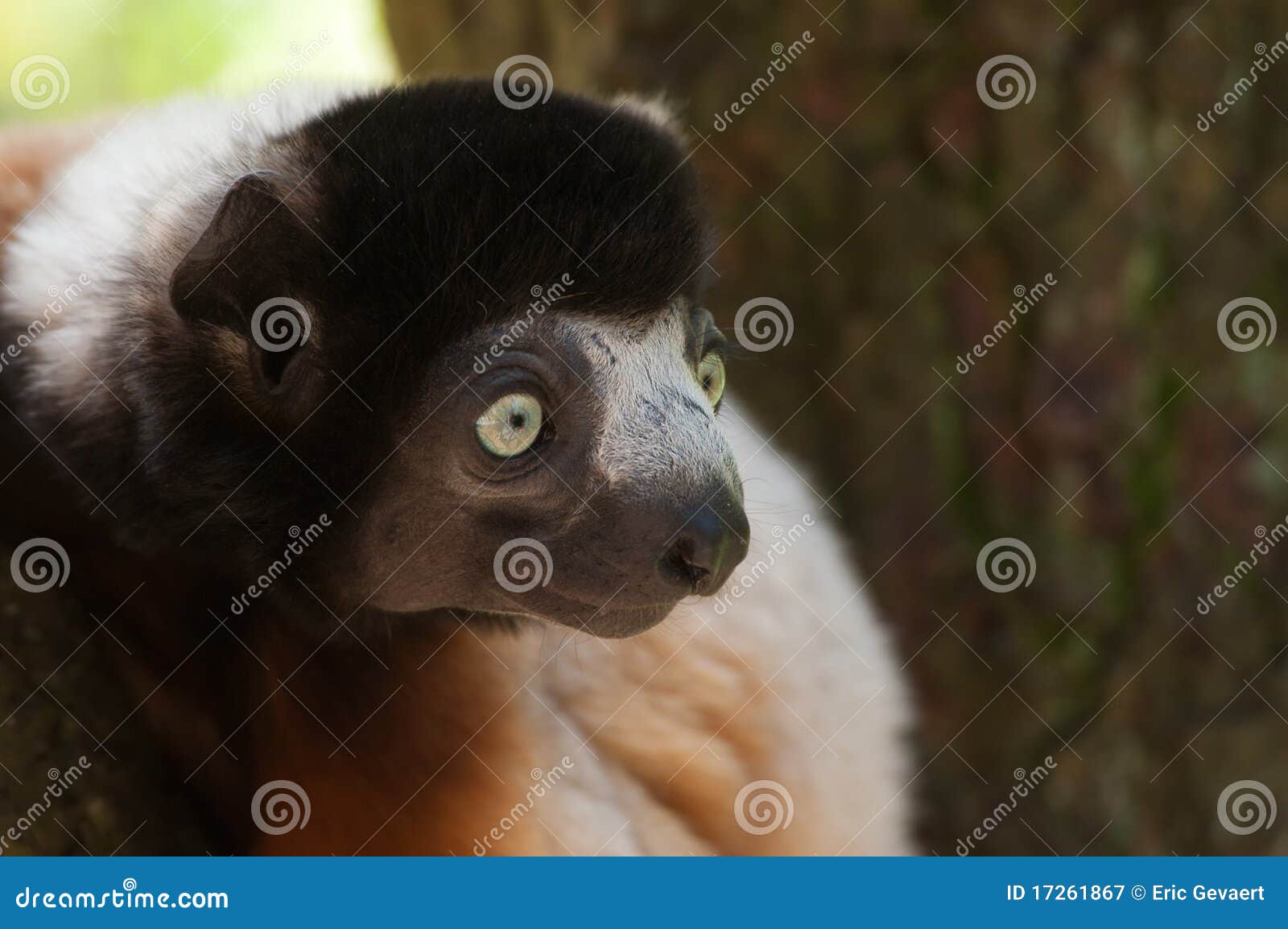 A cute crowned sifaka stock image. Image of tree, primate - 17261867