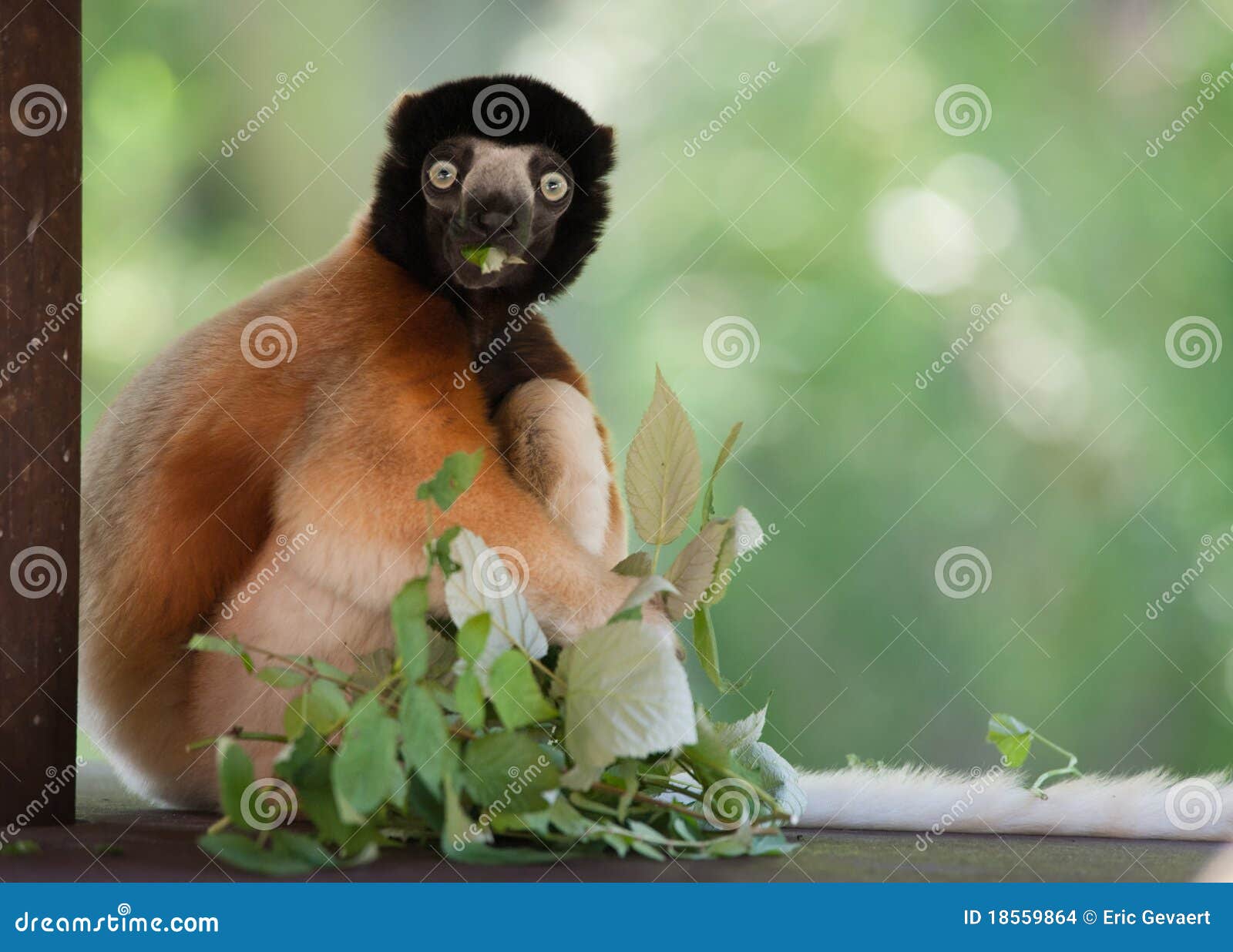 A cute crowned sifaka stock photo. Image of endangered - 18559864