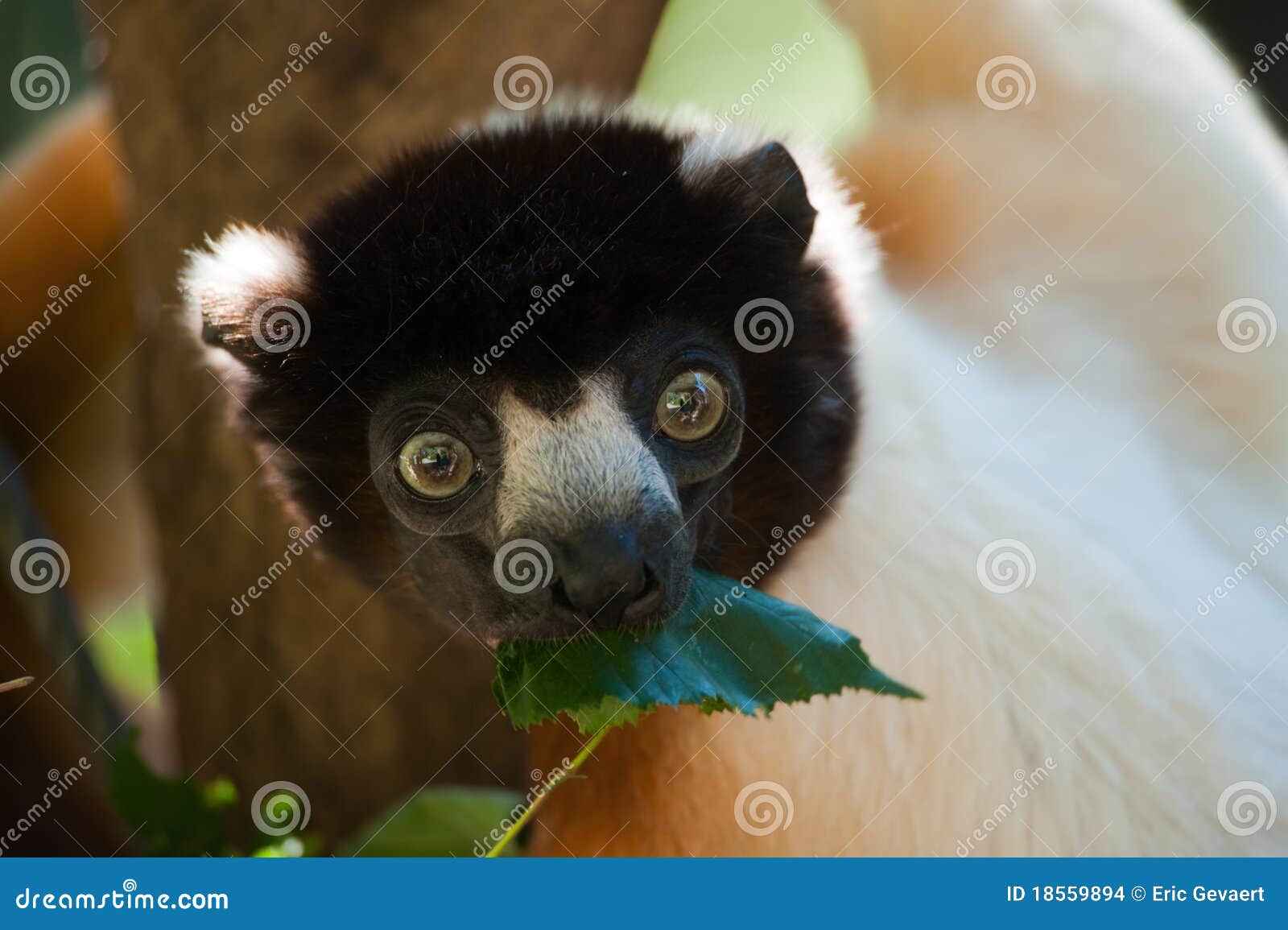 A cute crowned sifaka stock photo. Image of wildlife - 18559894
