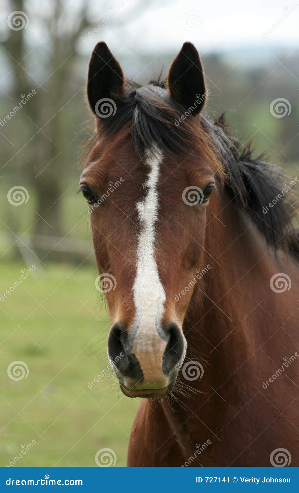 Cute Crumple stock image. Image of equeatrian, mane, watching - 727141