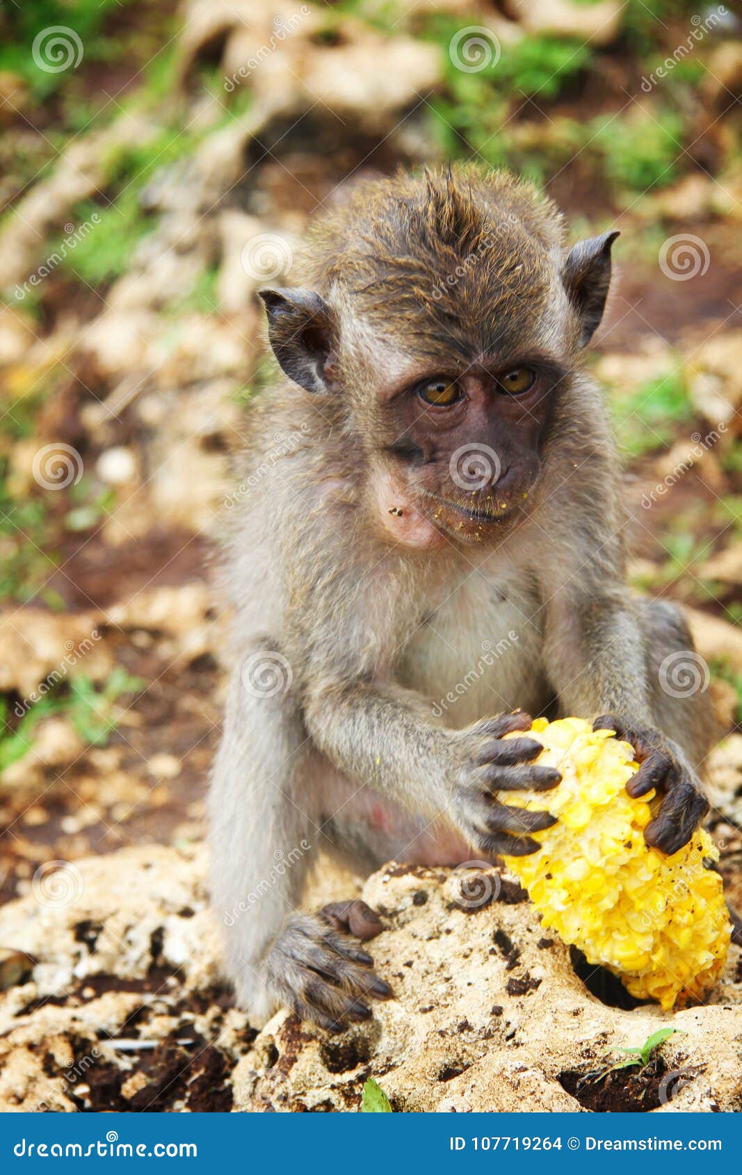 Cute Cub of a Monkey Eats Ear of Corn Stock Photo - Image of corn ...